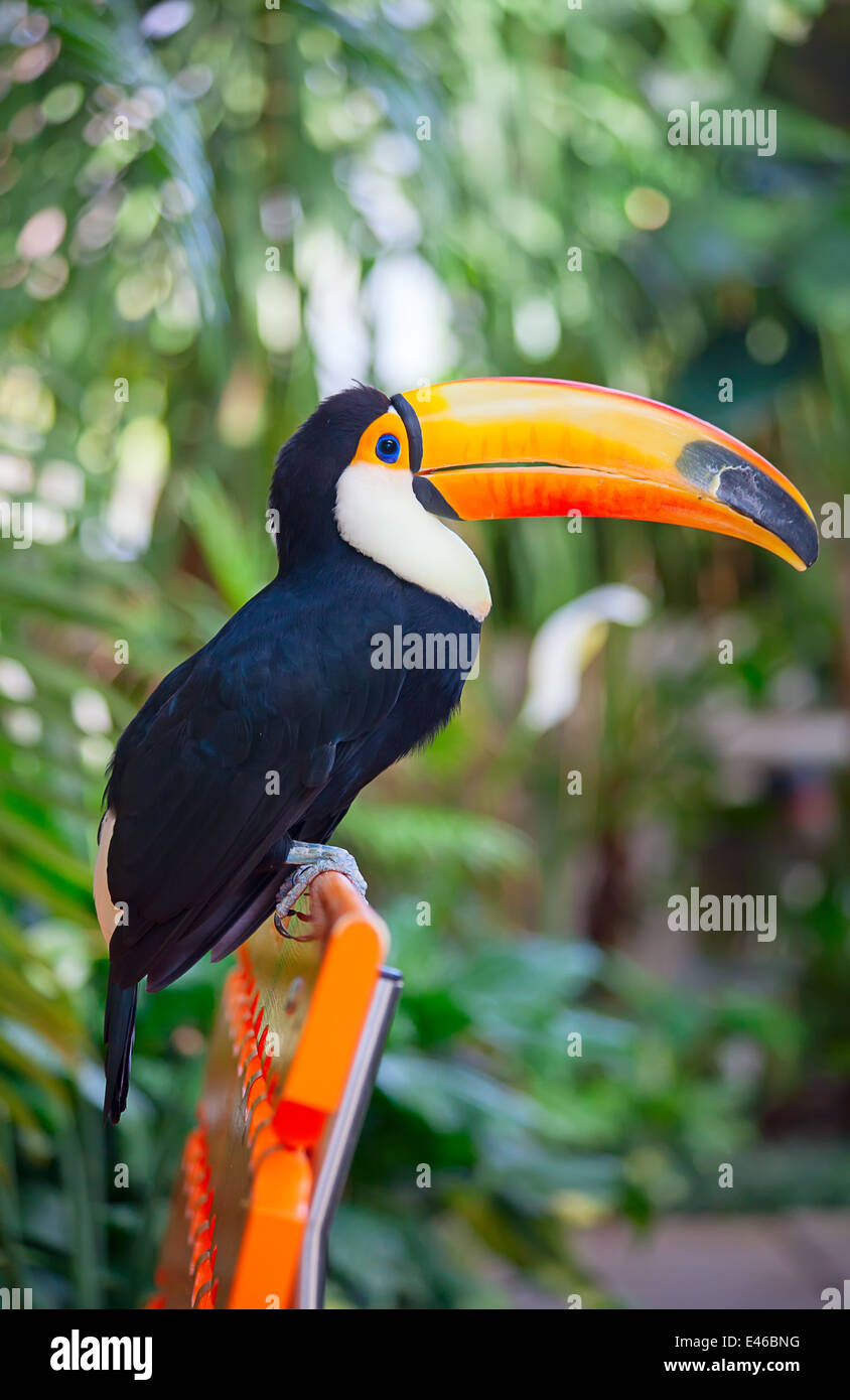 Tucan macro hi-res stock photography and images - Alamy