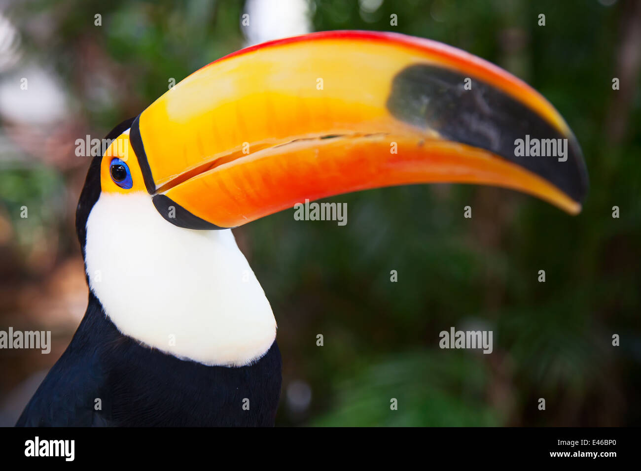 Colorful tucan in the aviary Stock Photo - Alamy