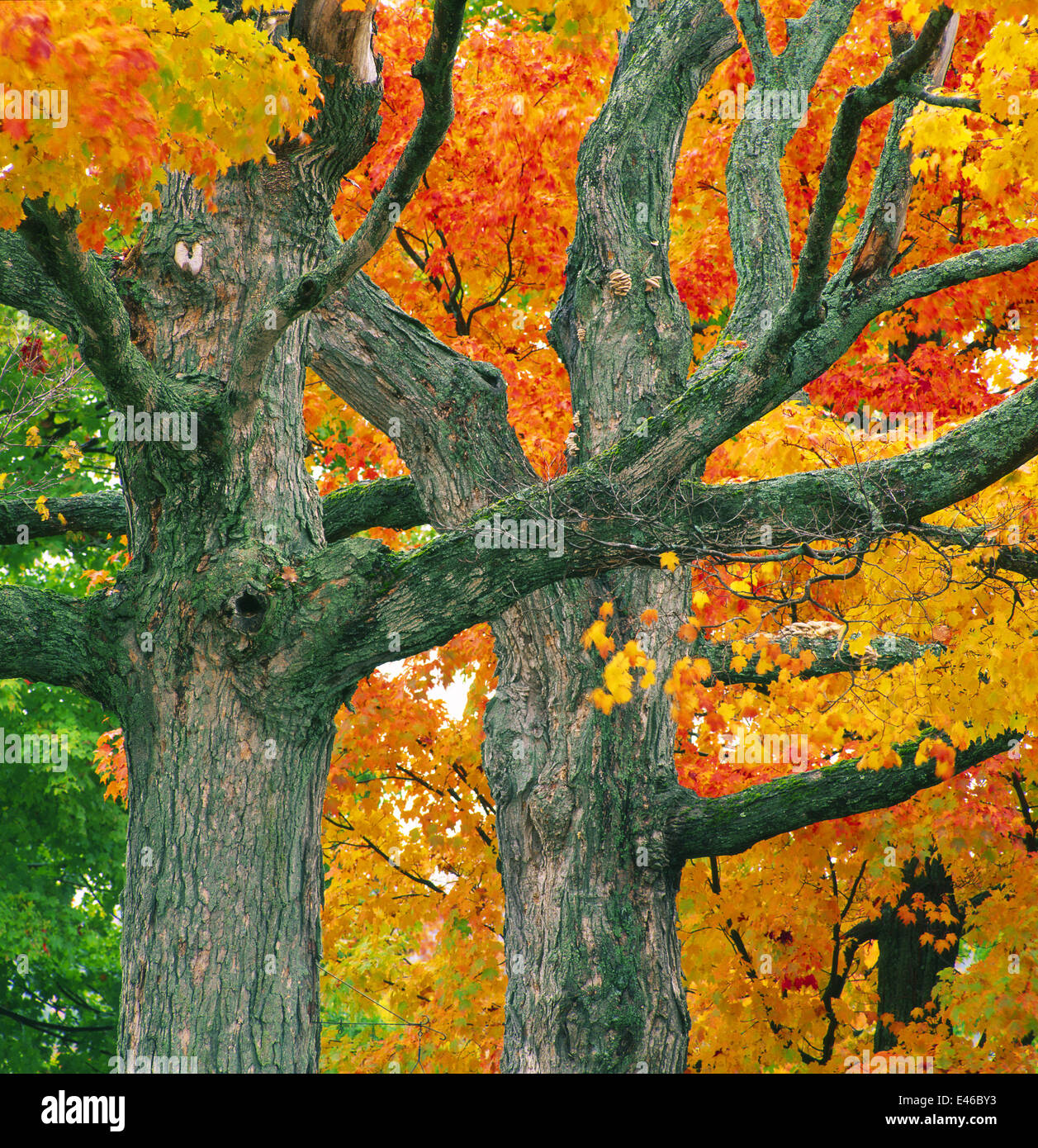 London autumn foliage hi-res stock photography and images - Alamy