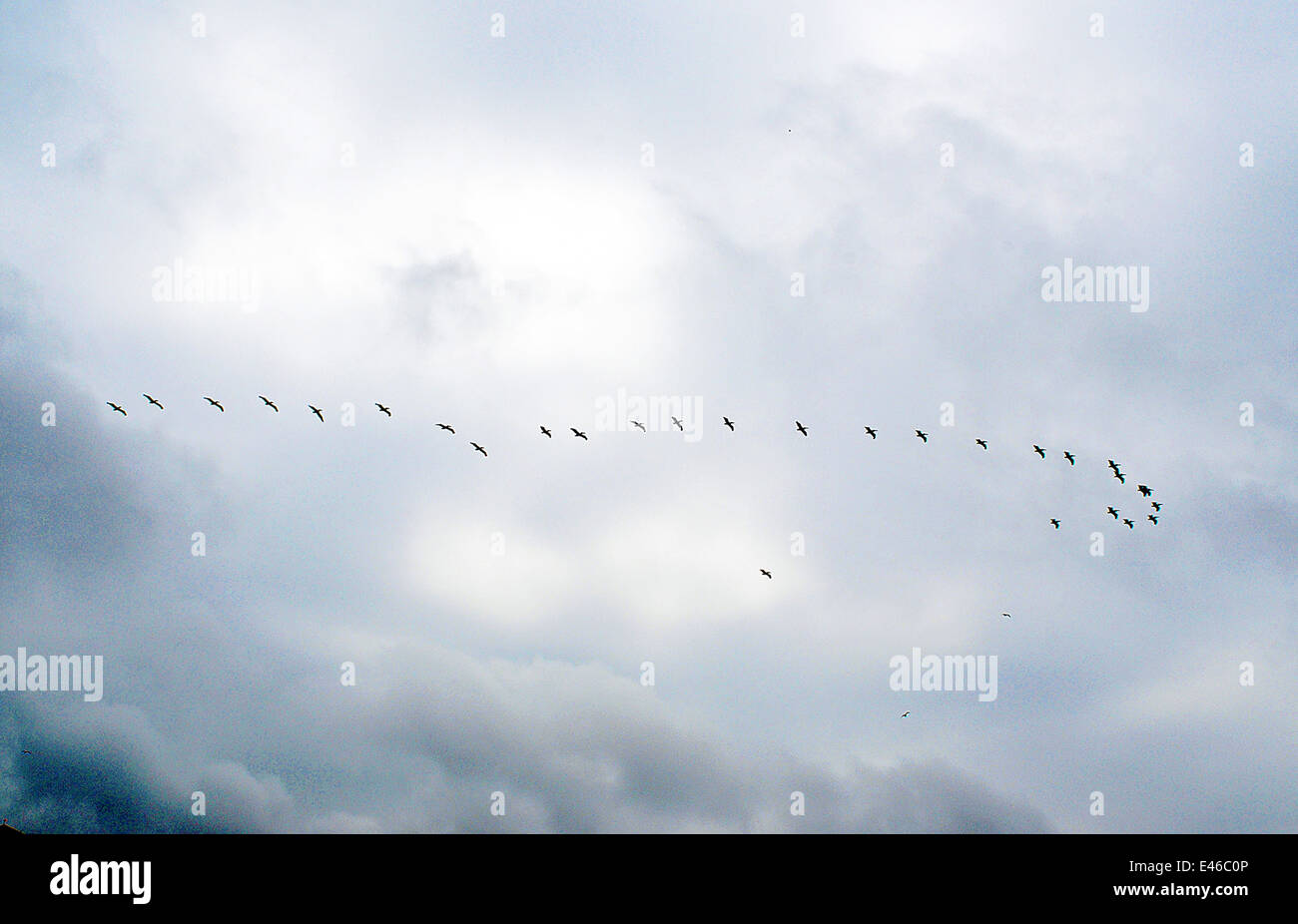 A line of birds flying Stock Photo - Alamy