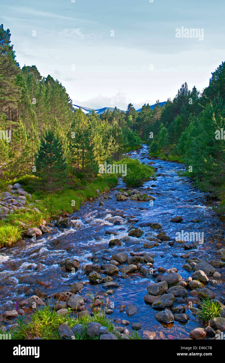 The Allt Mor stream in Glenmore Forest Park the Cairngorm plateau ...