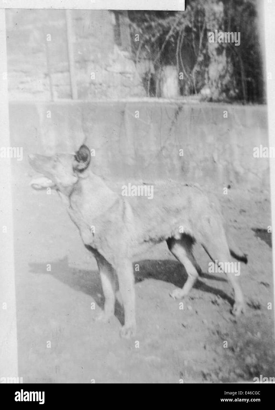 This photograph features Helen Richey, one of the first female pilots ...