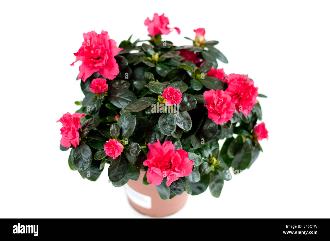 Azalea pot plant hi-res stock photography and images - Alamy
