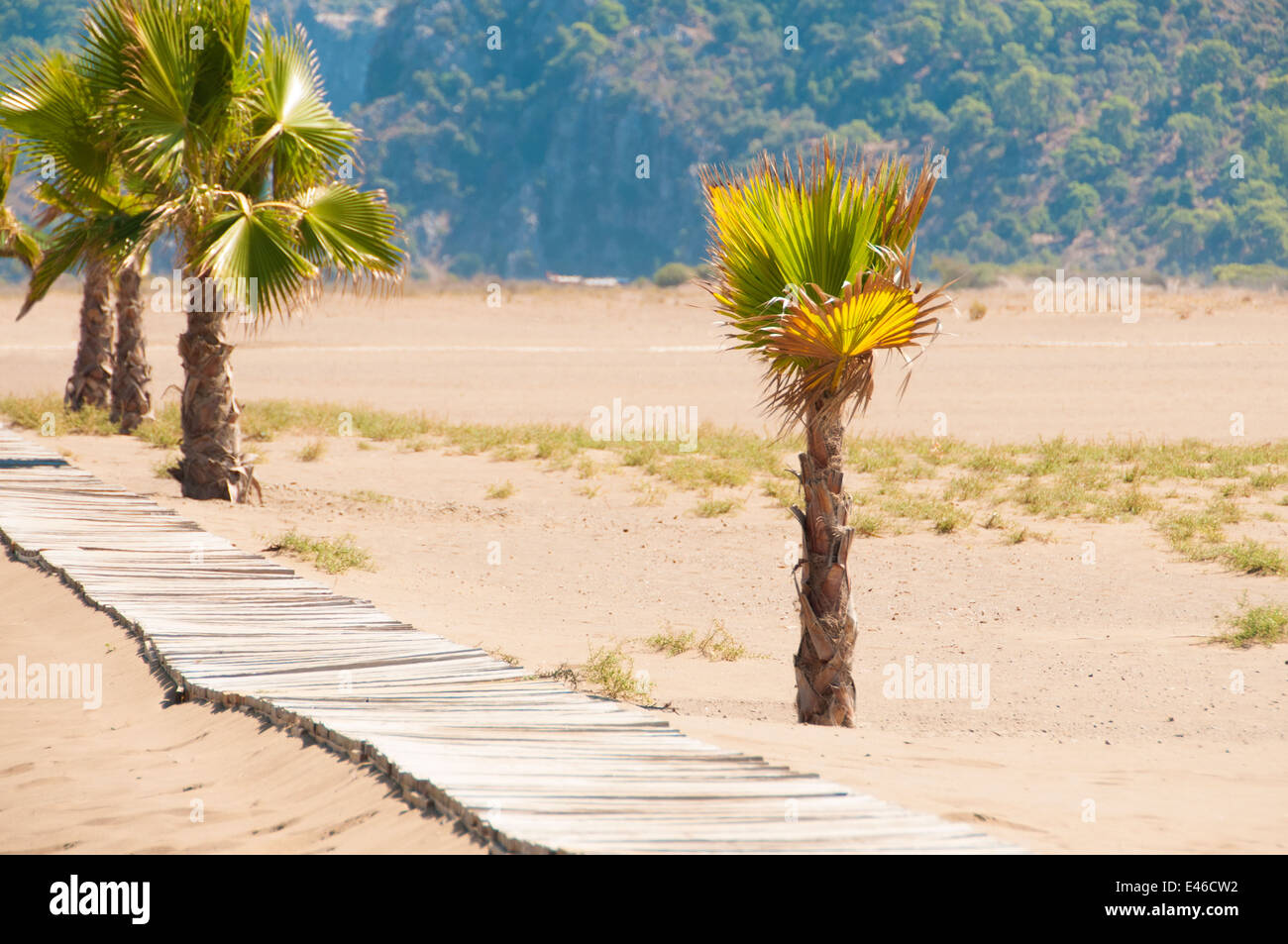 Wooden bridge and palm trees on the sandy coast Stock Photo - Alamy