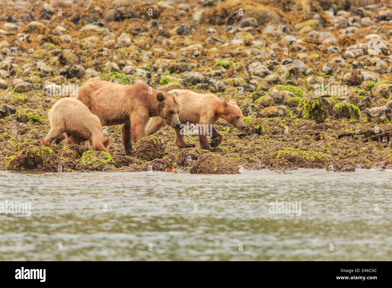 Grizzly Bears in Knight Inlet, British Columbia Stock Photo - Alamy
