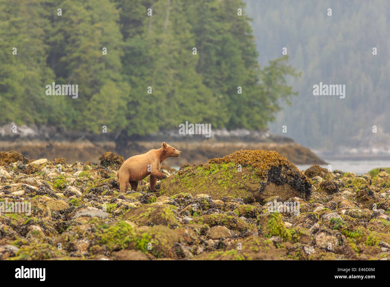 Grizzly Bears in Knight Inlet, British Columbia Stock Photo - Alamy
