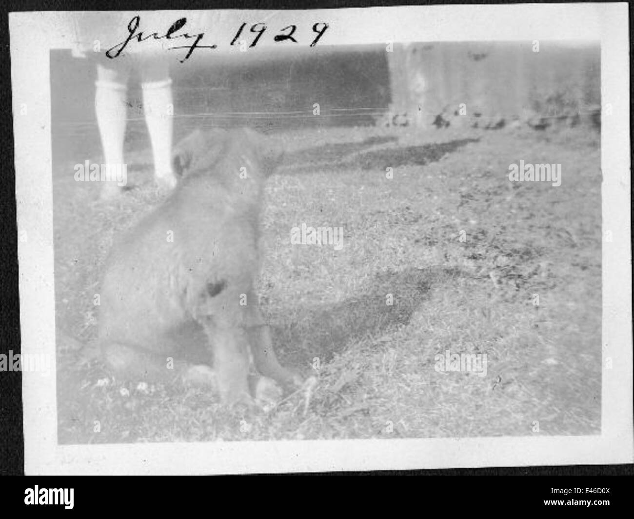 Helen Richey, a pioneering female aviator, is captured in a historical ...