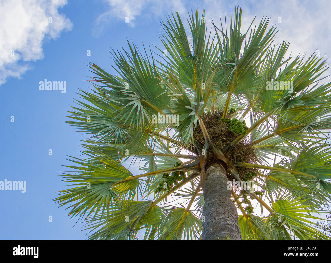 Makalani palm tree hi-res stock photography and images - Alamy