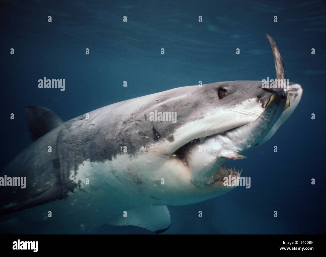 Great White Shark (Carcharodon carcharias) feeding on Southern Bluefin ...