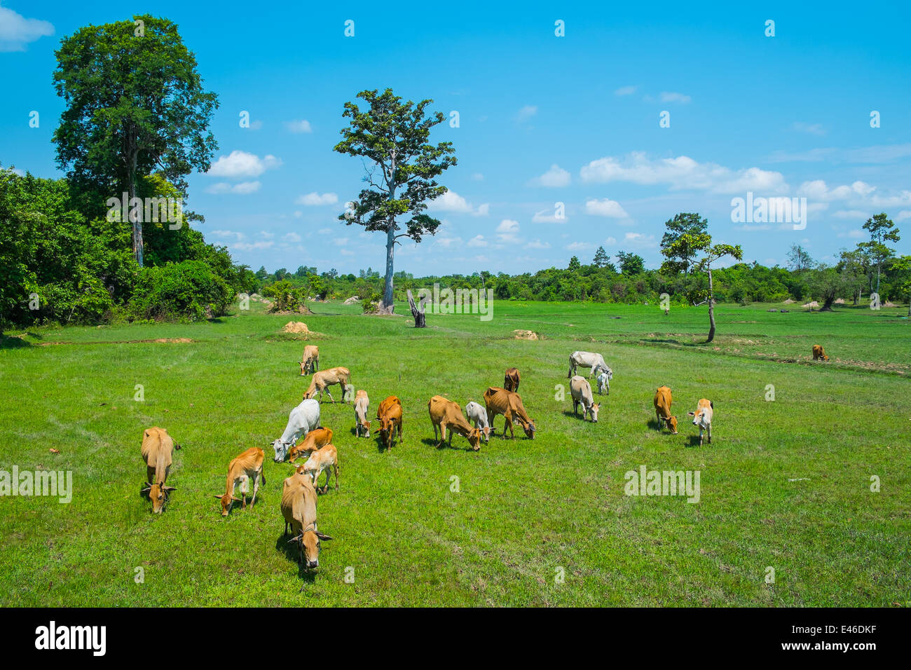 Animal farm animal field hi-res stock photography and images - Alamy