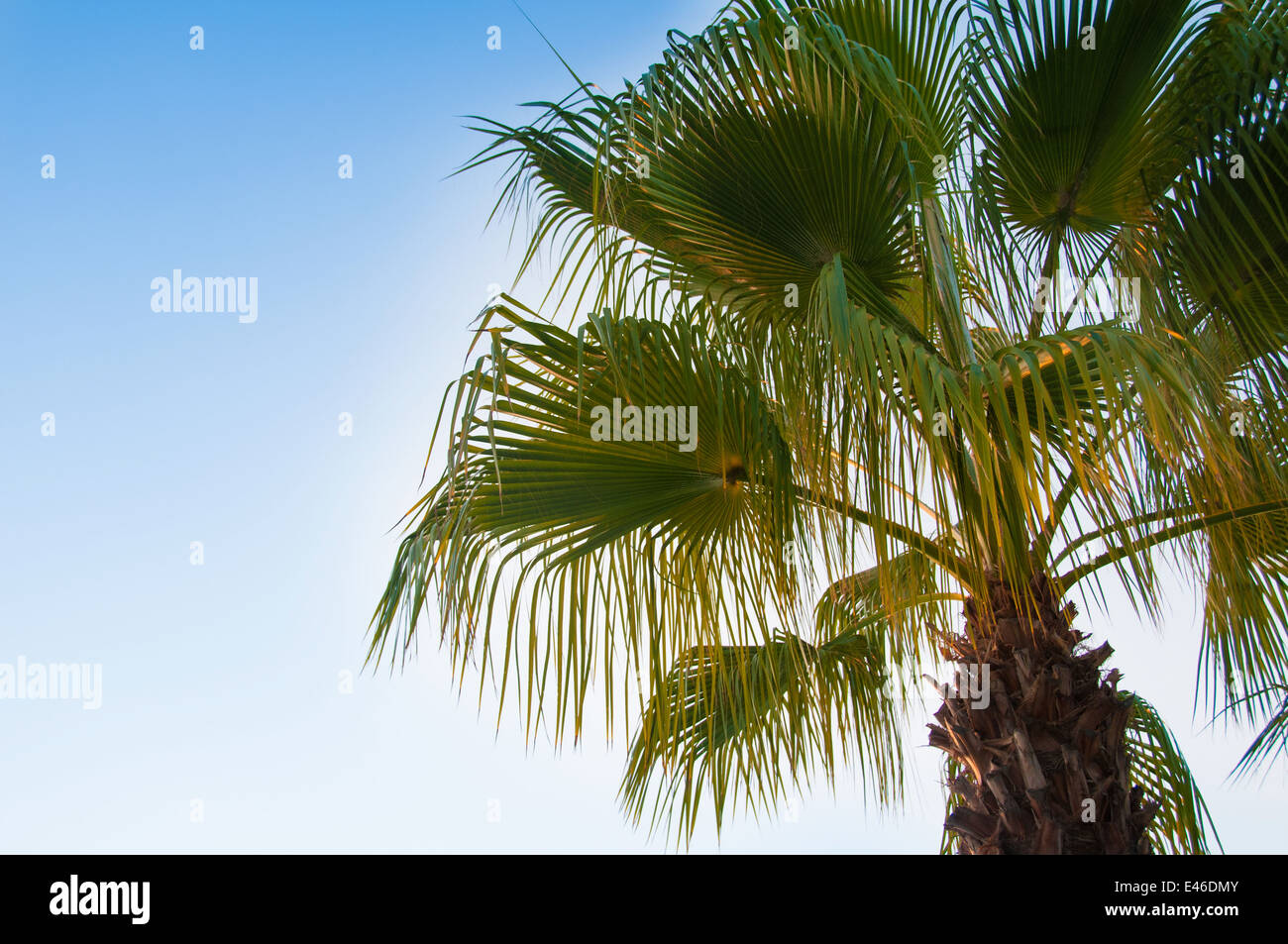 Bottom-up view of a beautiful palm tree with blue sunny sky Stock Photo ...