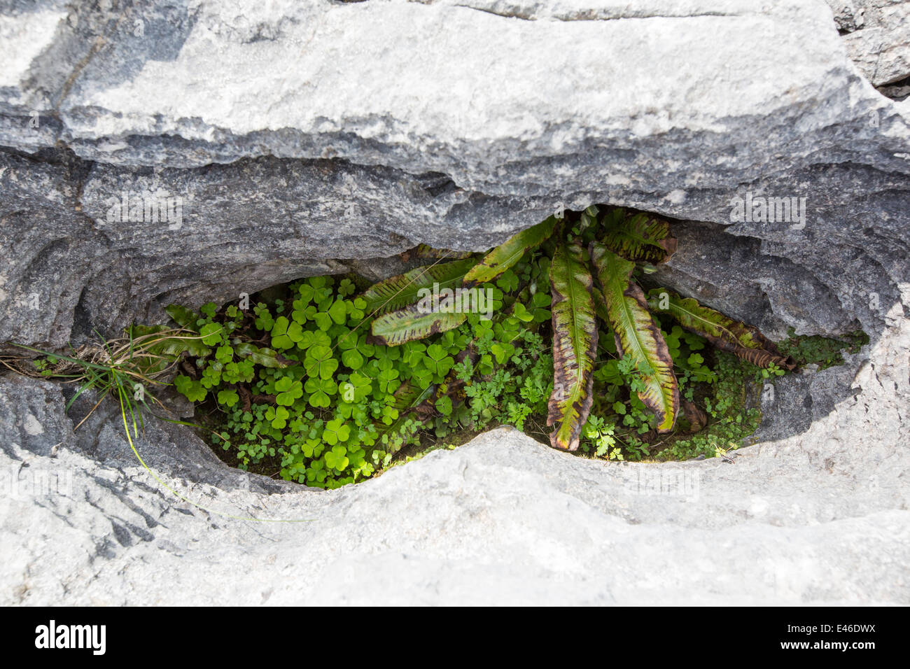 Wood Sorrel and ferns growing in a gryke on limestone pavement on ...