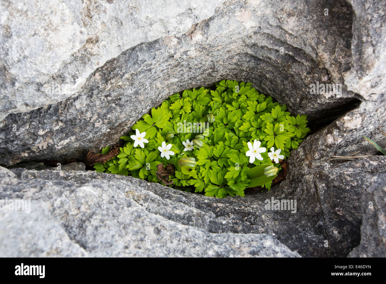 Plant growing in gryke hi-res stock photography and images - Alamy