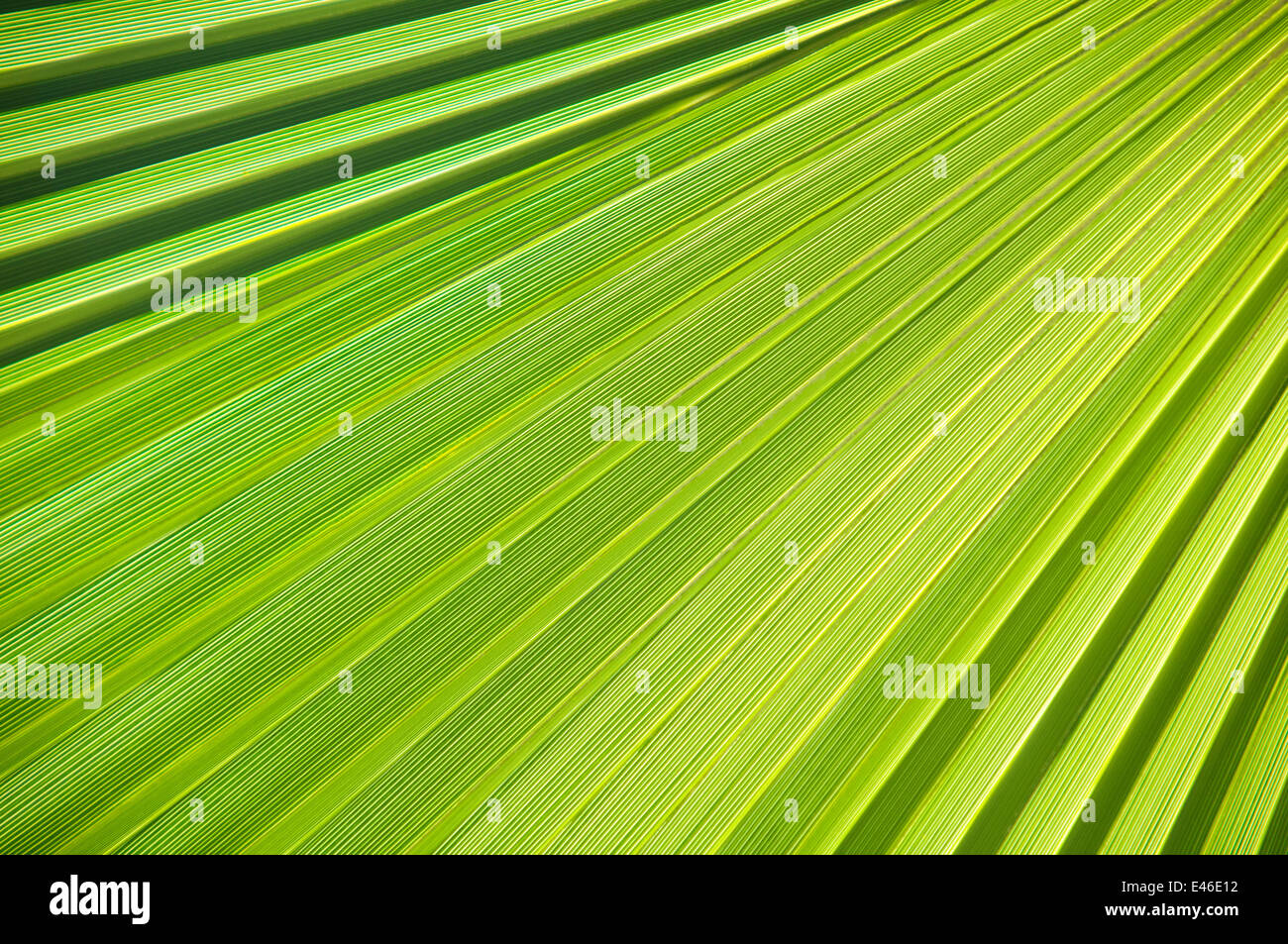 Lines and textures of Green Palm leaves Stock Photo - Alamy