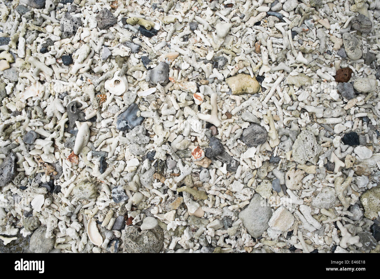 Sea shells, coral and pebble stone for background texture Stock Photo ...