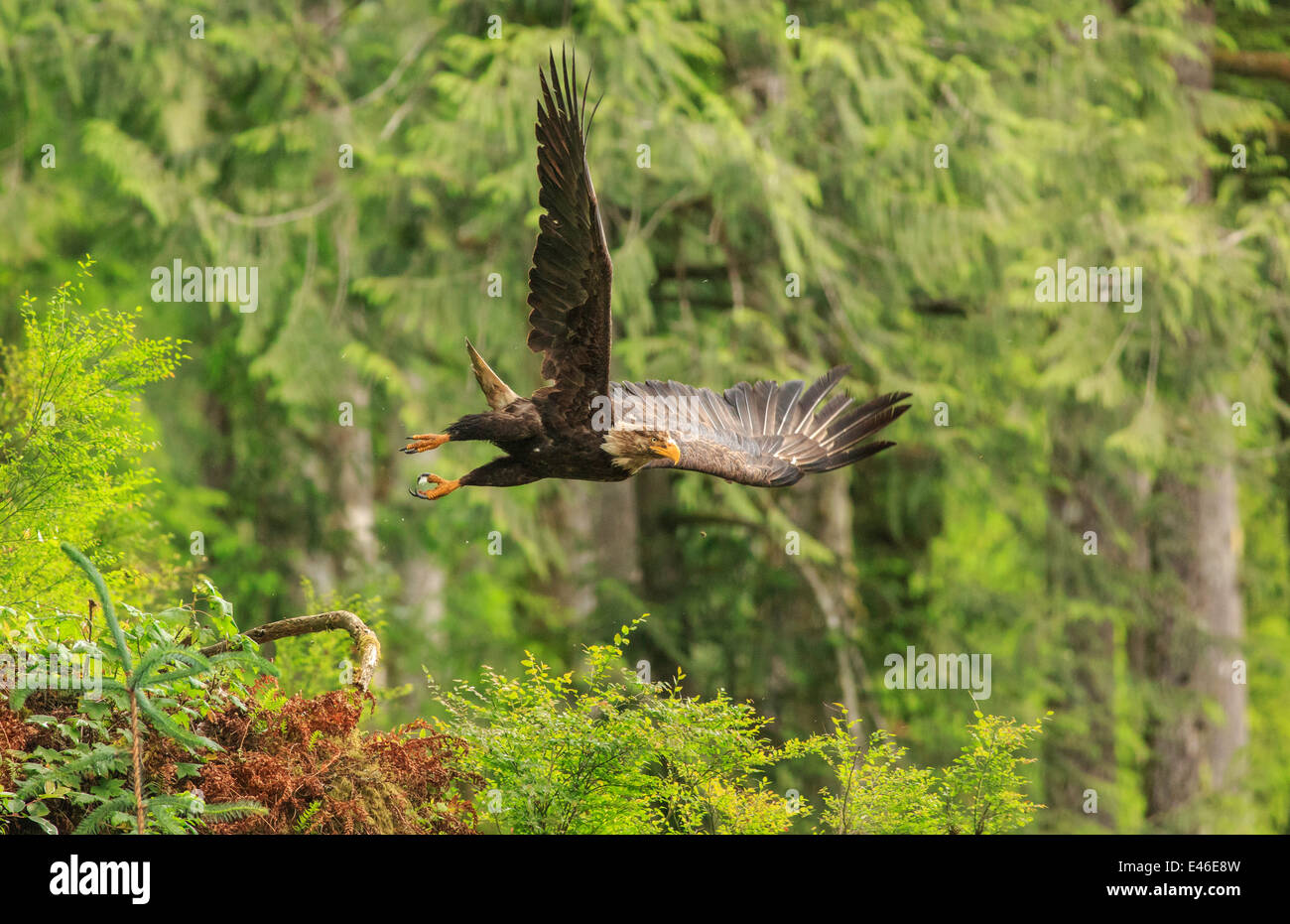 Bald eagle erne hi-res stock photography and images - Alamy