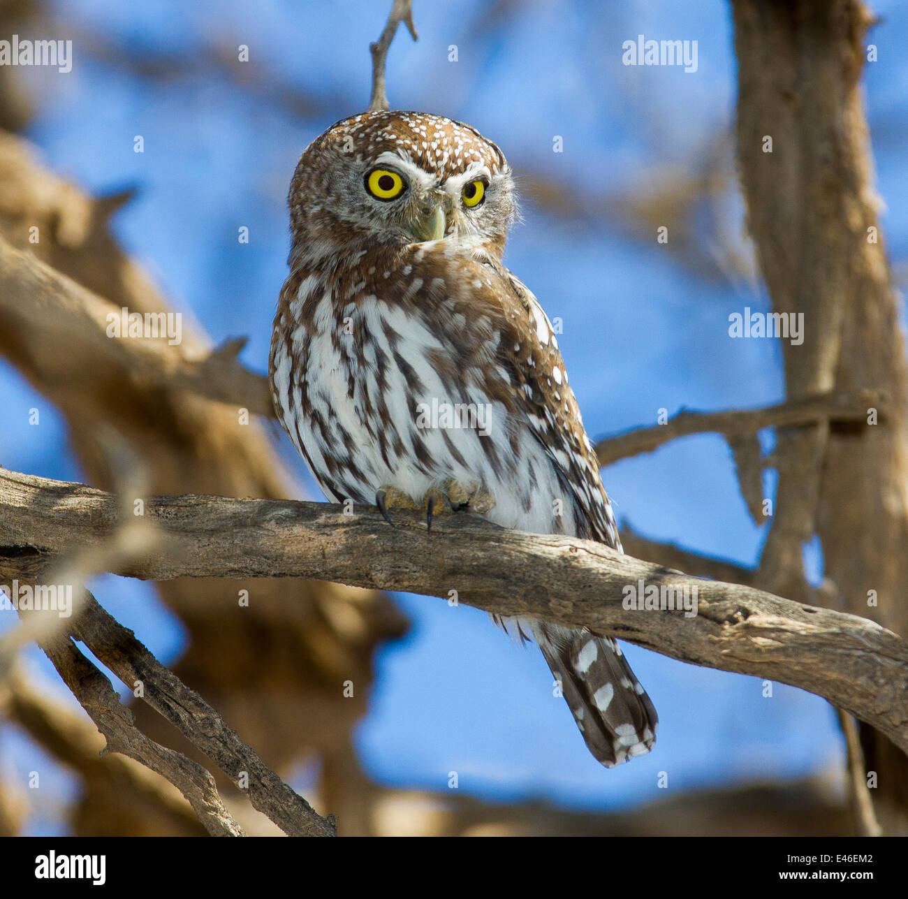 Pearl spotted owlet hi-res stock photography and images - Alamy