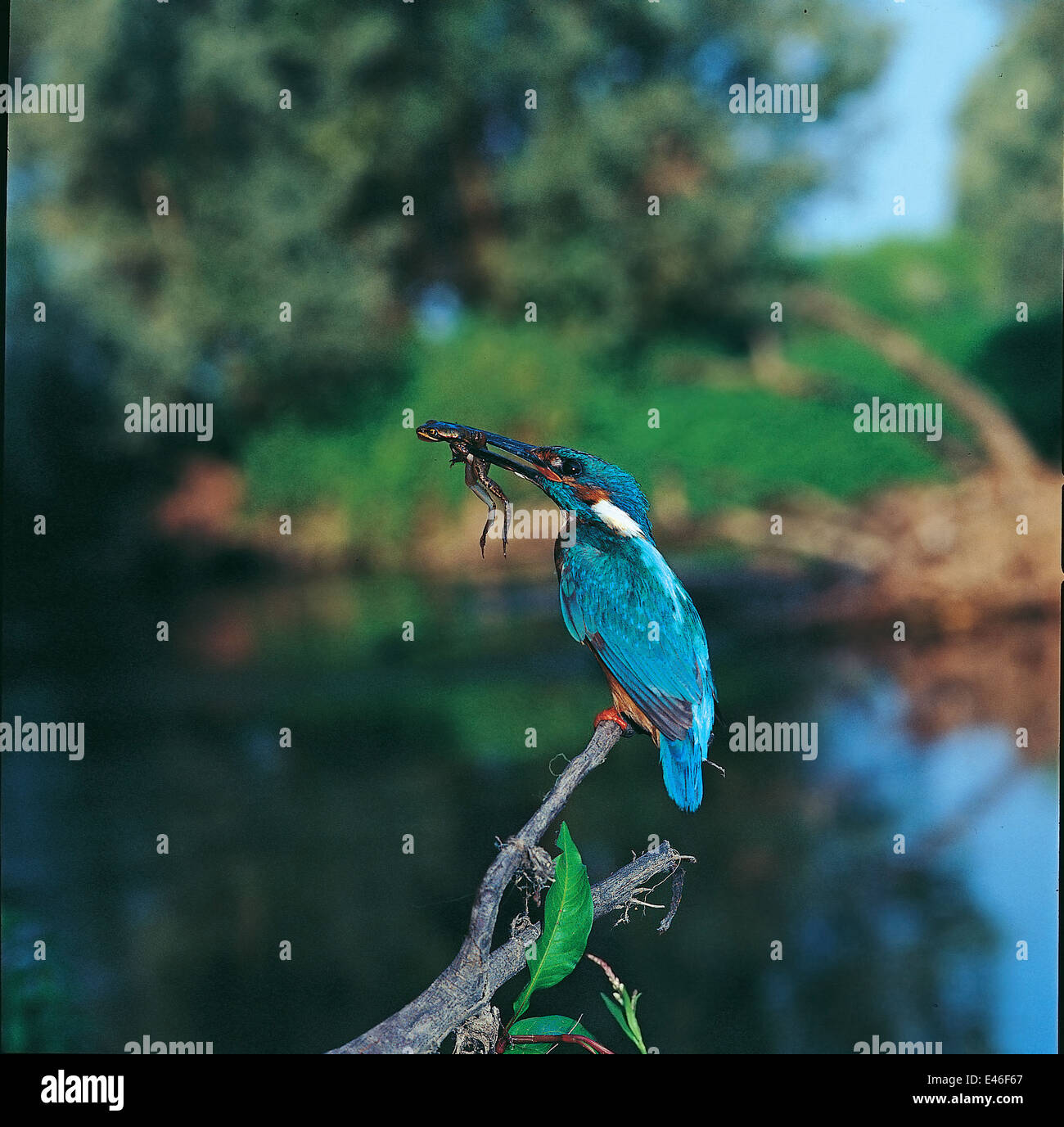 King of the roost hi-res stock photography and images - Alamy