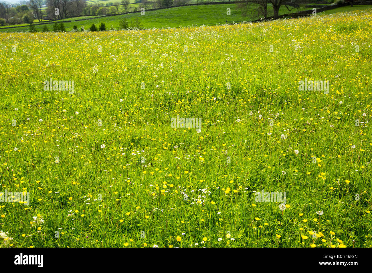 Species rich meadows hi-res stock photography and images - Alamy