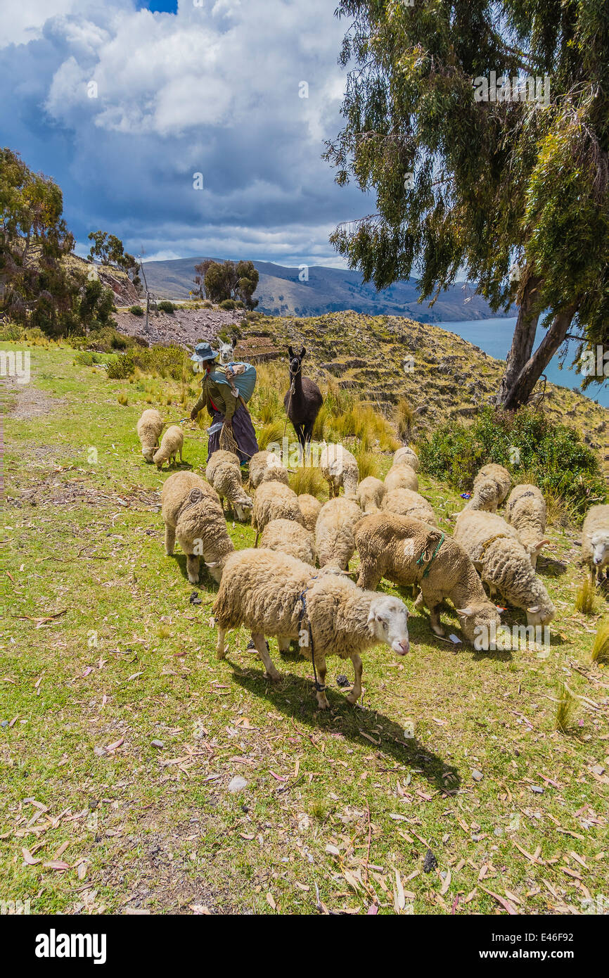 A female sheepherder with her sheep herd and two llamas on a hill ...