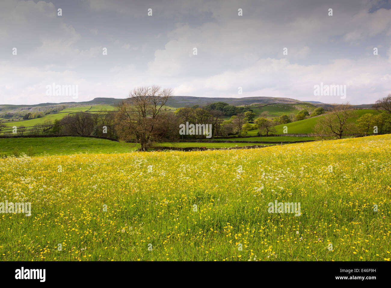 Species rich meadows hi-res stock photography and images - Alamy