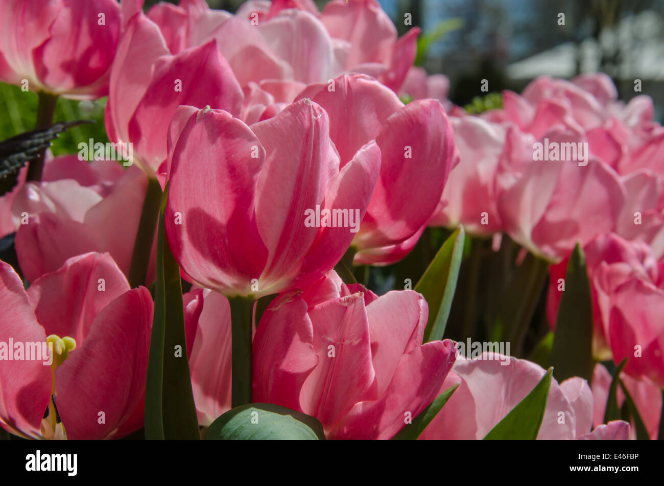 Pink tulips in spring Stock Photo - Alamy