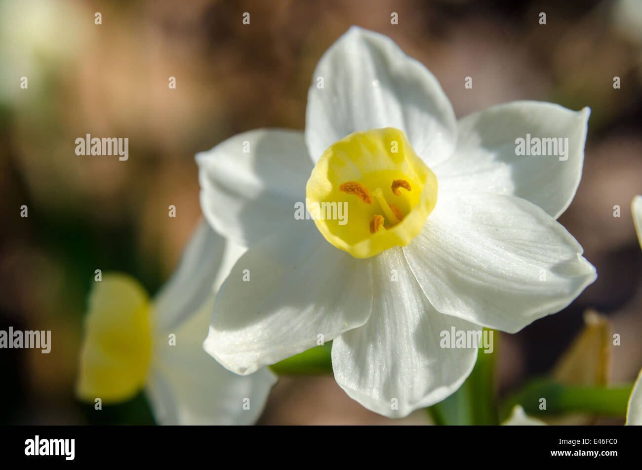 A single daffodil with light yellow center Stock Photo - Alamy