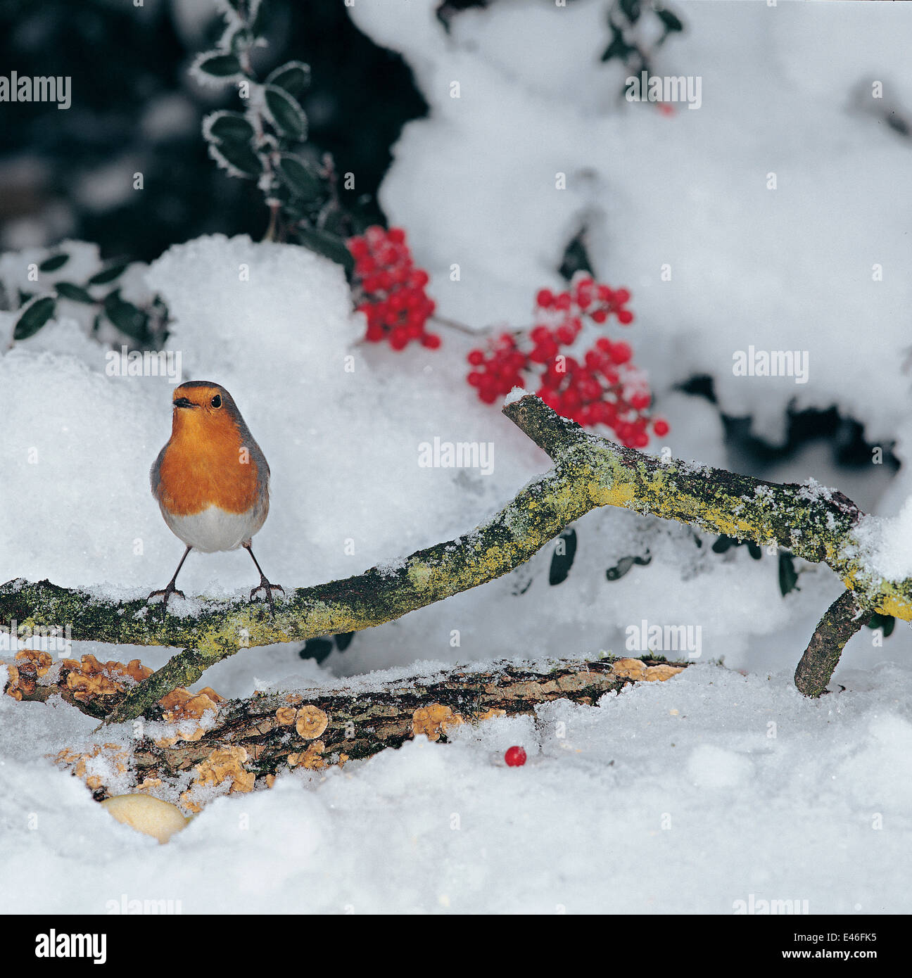 European Robin (Erithacus rubecula) in snowy habitat on branch with ...