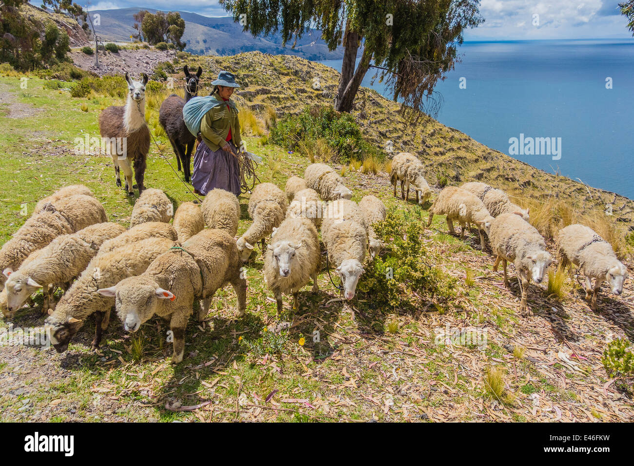 A female sheepherder with her sheep herd and two llamas on a hill ...