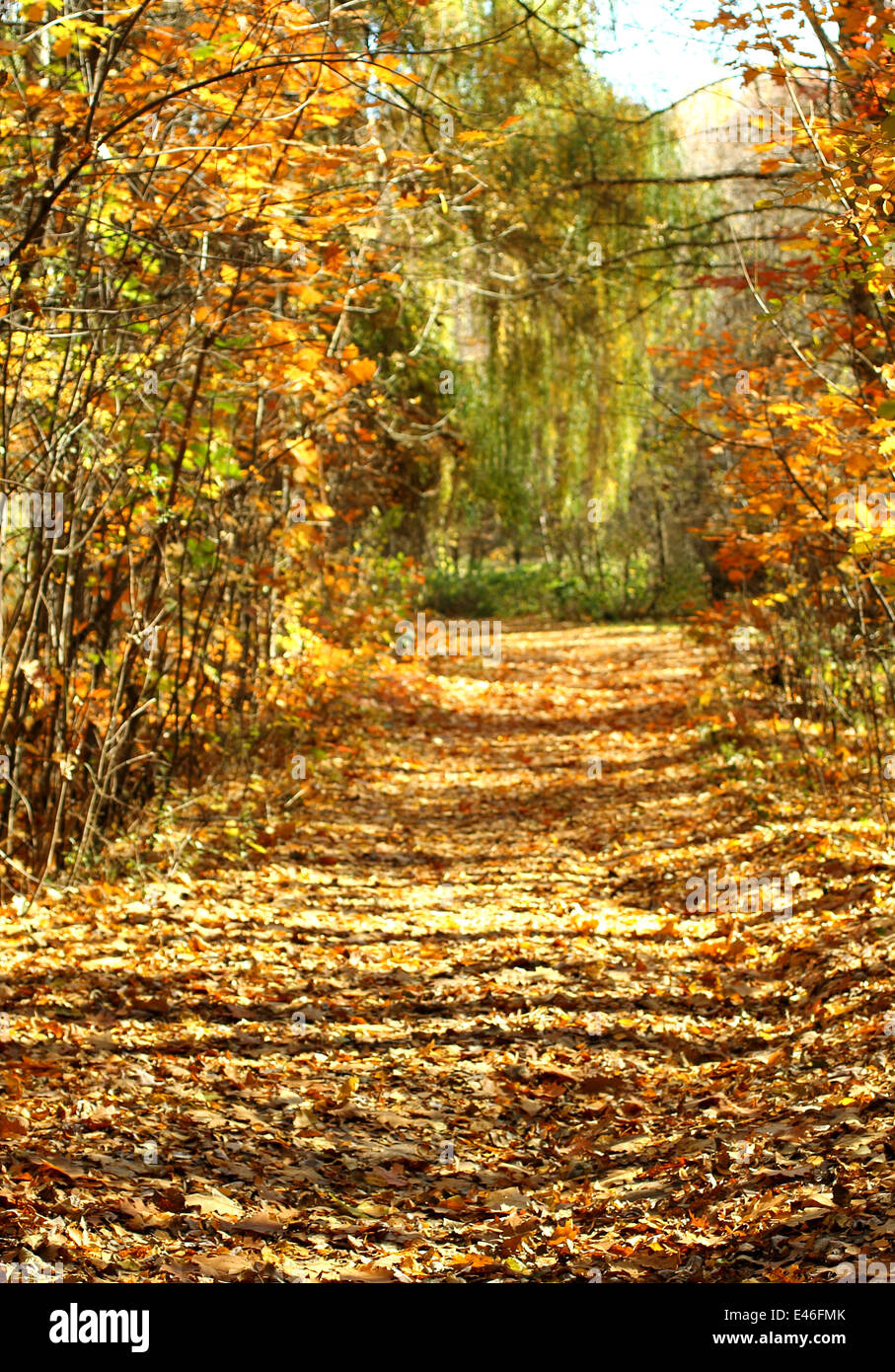 Path in the park, autumn season Stock Photo - Alamy
