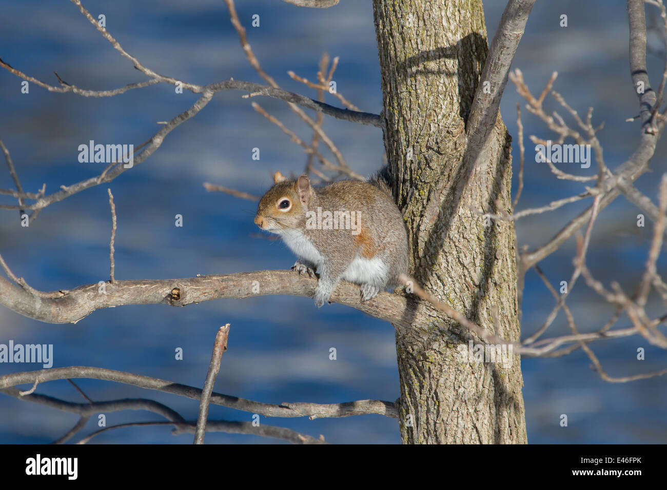 Eastern Grey Squirrel sitting in a tree Stock Photo - Alamy