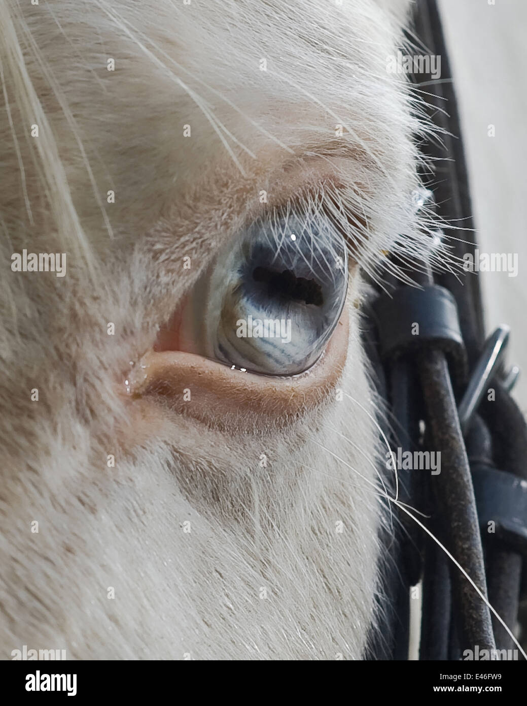 Albino horse hi-res stock photography and images - Alamy
