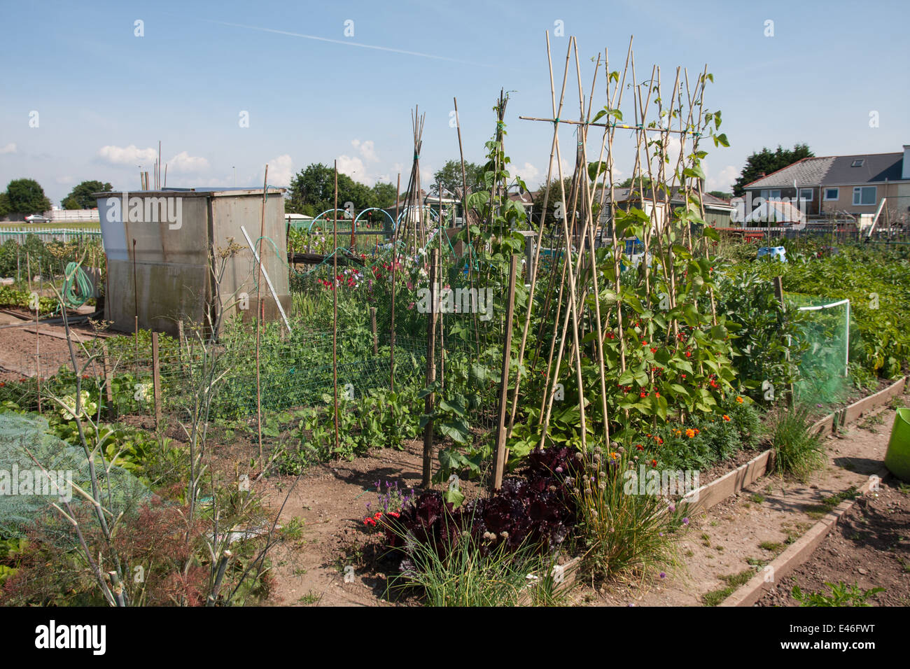Allotment plot vegetables grow hi-res stock photography and images - Alamy