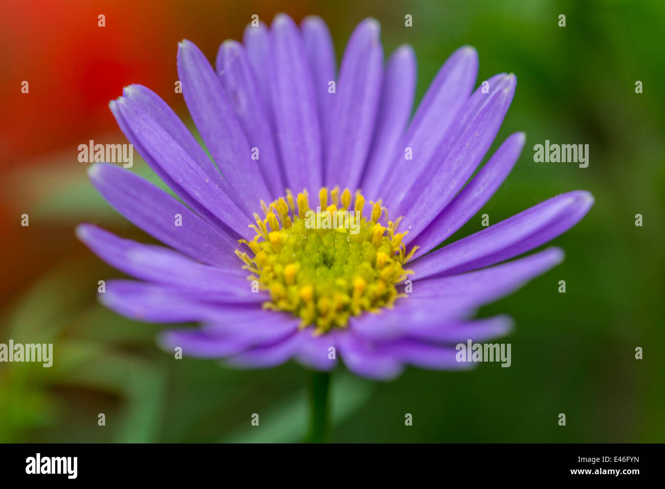 Close up view of the African daisy Stock Photo - Alamy