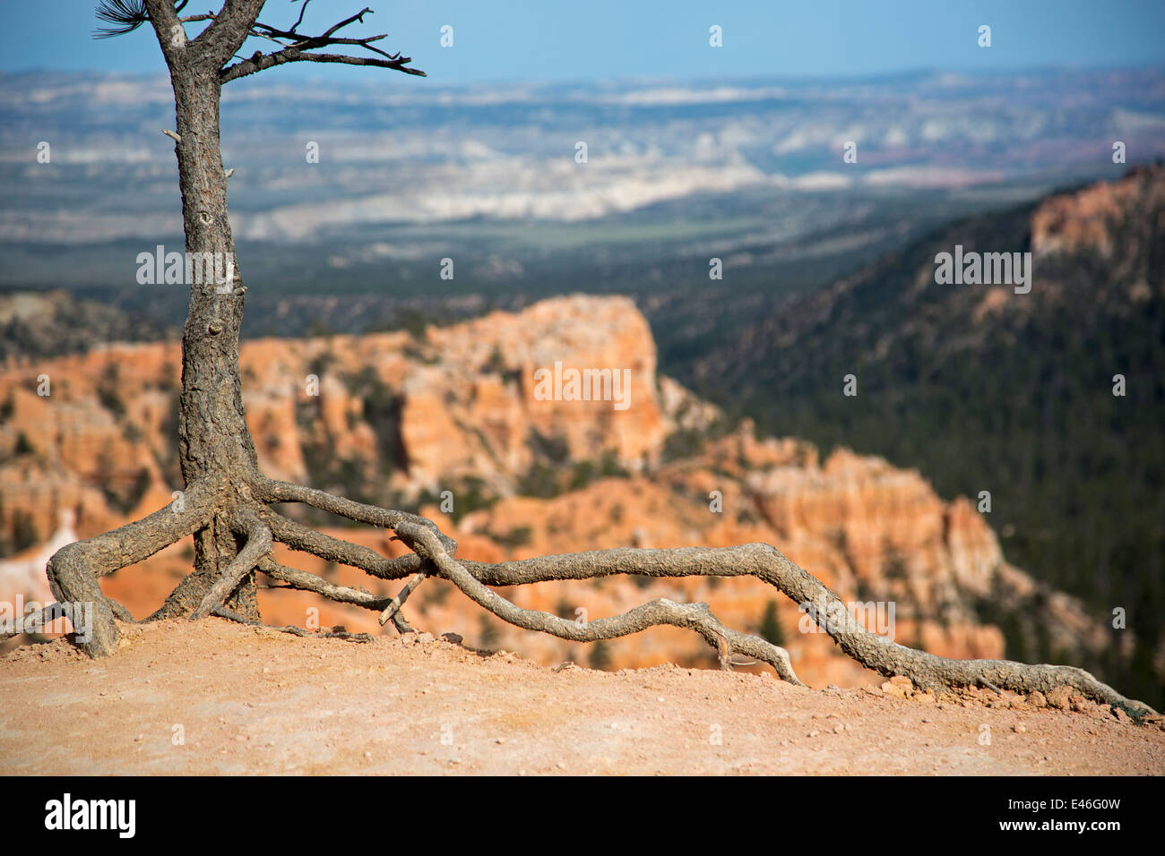 Erosion roots hi-res stock photography and images - Alamy