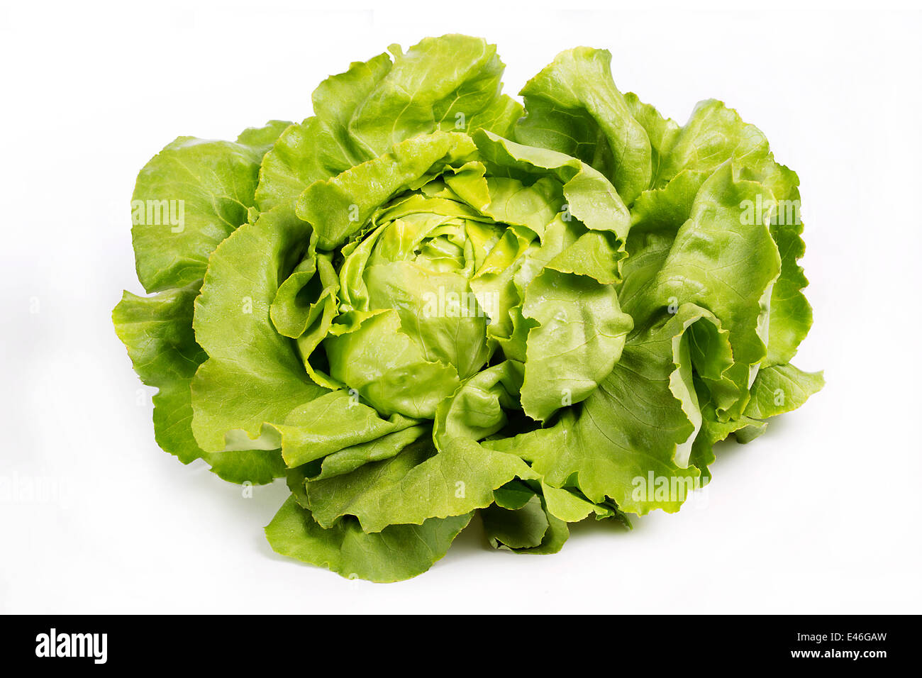 Beautiful green and healthy lettuce on white background Stock Photo - Alamy