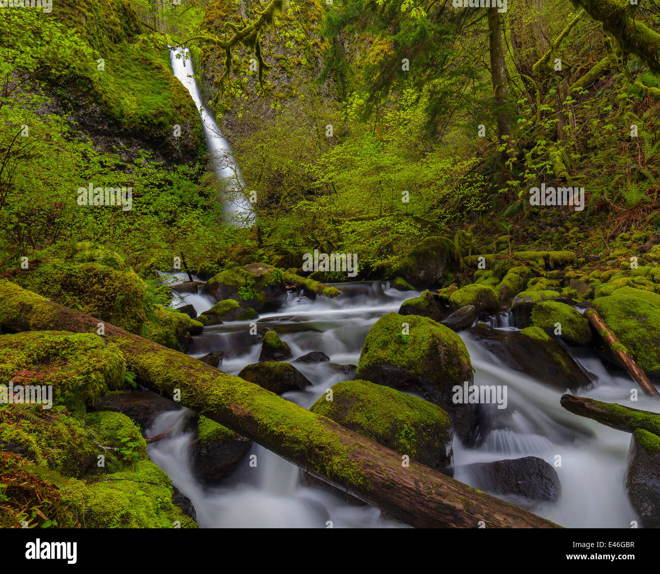 Columbia Gorge National Scenic Area, OR: Ponytail falls in spring Stock ...