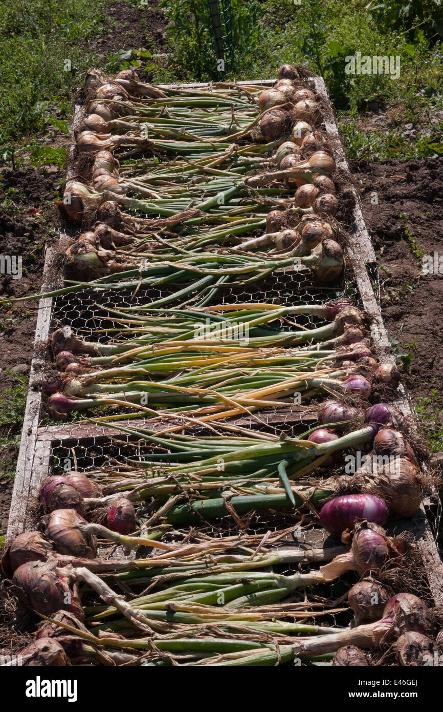 Onions drying on rack Stock Photo - Alamy