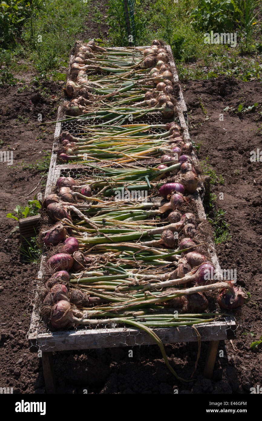 Onion rack hi-res stock photography and images - Alamy