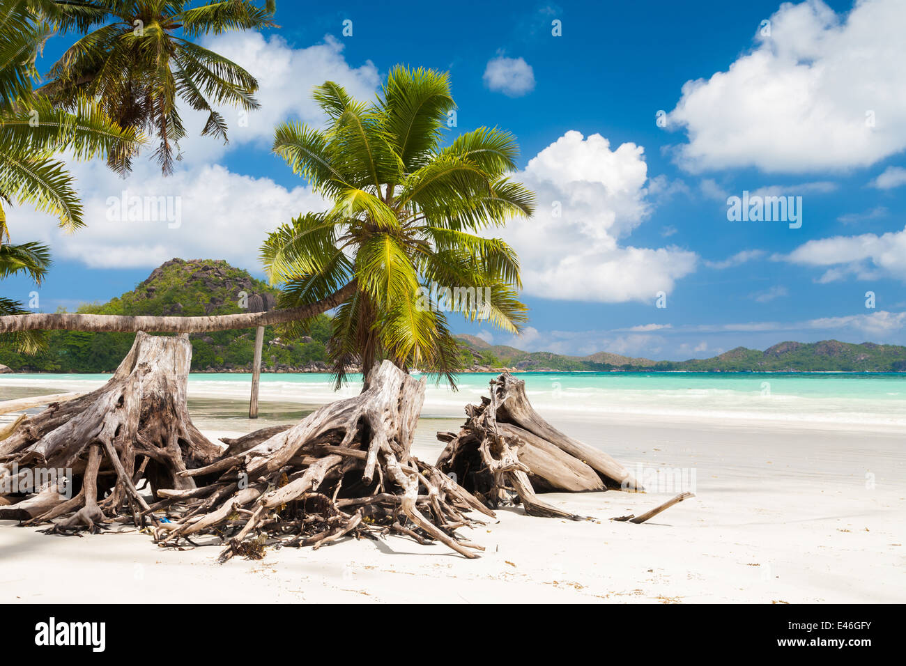 Bleached Tree Stumps On Tropical Beach Stock Photo - Alamy