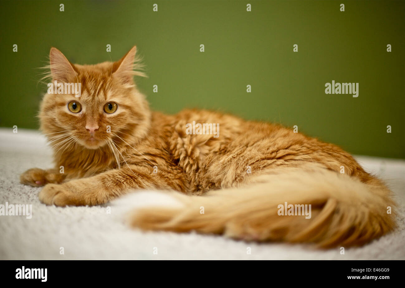 Ginger cat posing hi-res stock photography and images - Alamy