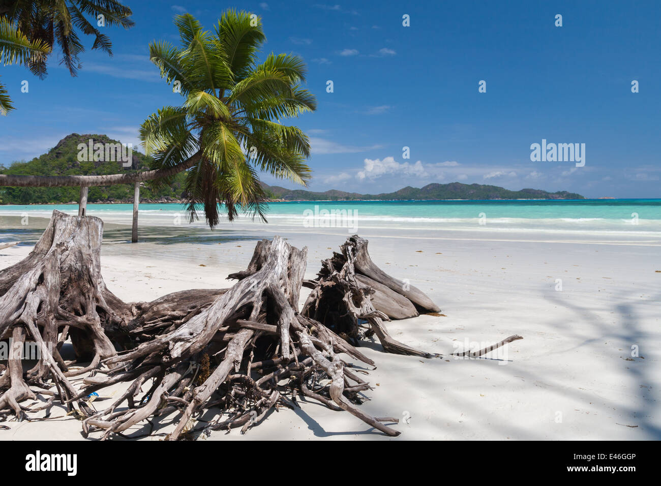 Tree stumps on beach hi-res stock photography and images - Alamy