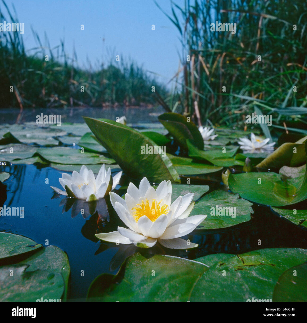 Marshy habitat hi-res stock photography and images - Alamy