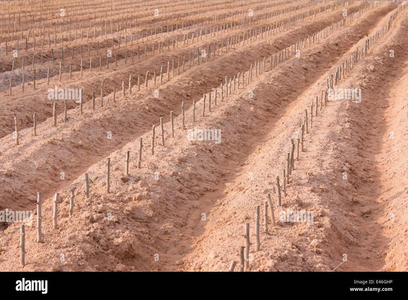 start cultivation Cassava or manioc plant field at Thailand Stock Photo ...