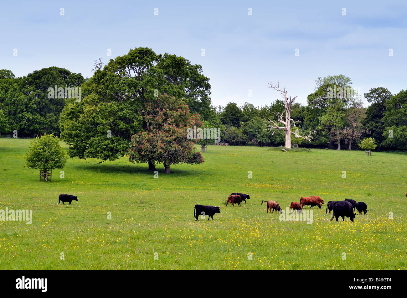 Oak trees in typical English landscape Stock Photo - Alamy