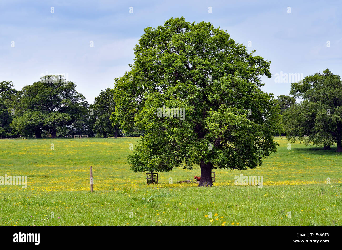 Oak trees in typical English landscape Stock Photo - Alamy