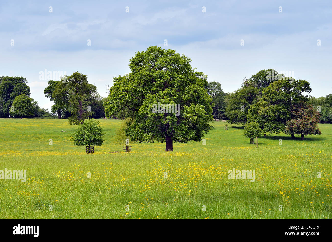 Oak trees in typical English landscape Stock Photo - Alamy