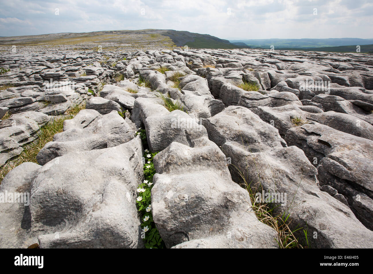 Limestone Pavement at Moughton above Helwith Bridge in the Yorkshire ...