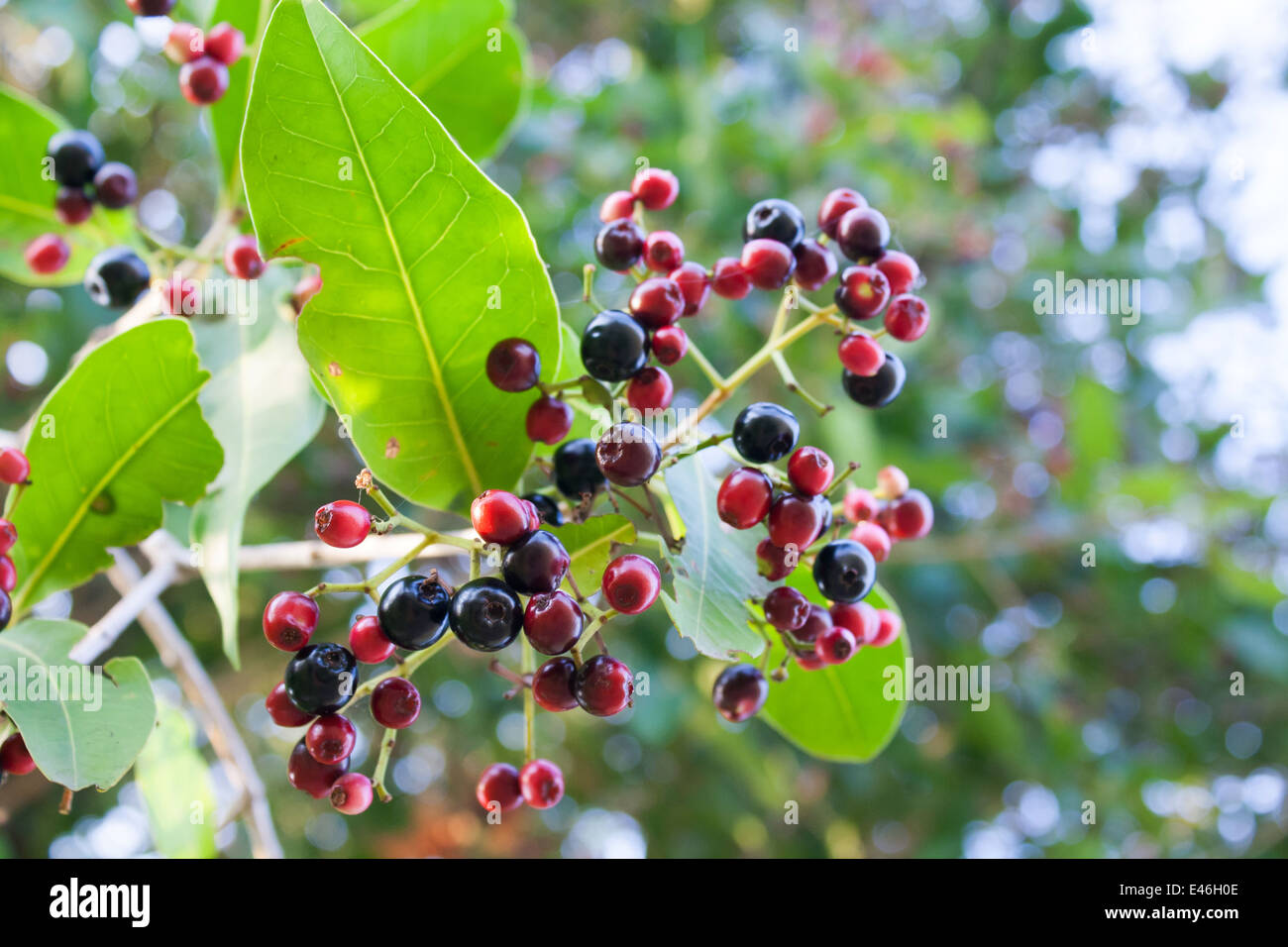 Black Java Plum Tree (syzygium Cumini) | ubicaciondepersonas.cdmx.gob.mx