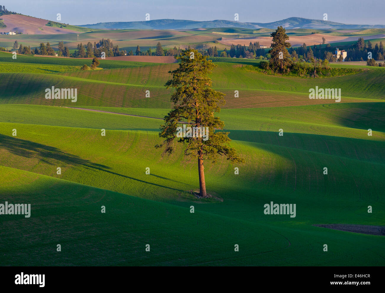 The Palouse, Whitman County, Washington: Single pine tree among rolling ...